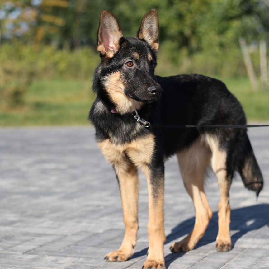 Собака девочка