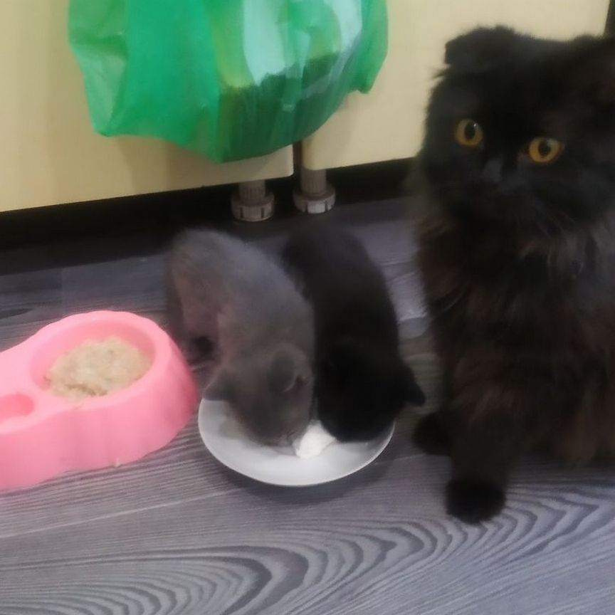 Котята в добрые руки