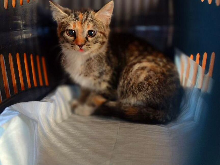 Нужен дом котенку с дач. Девочка, 3 месяца