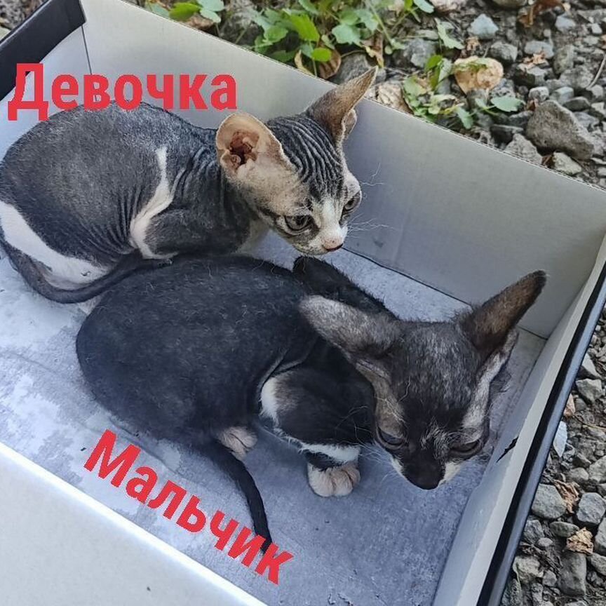 Котята сфинкс бесплатно