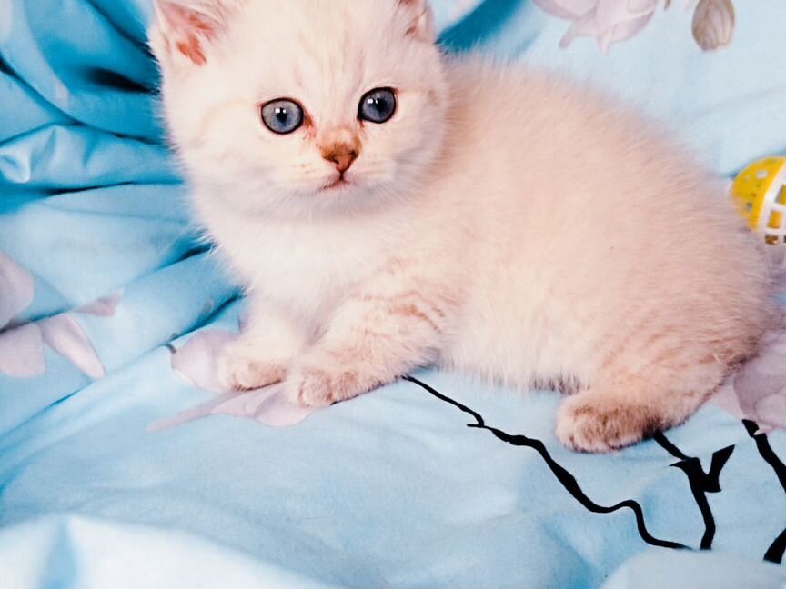 Шотландские котята