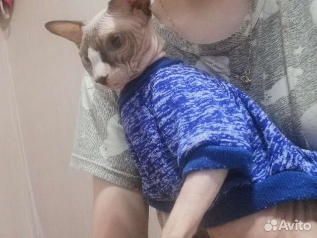 Канадский сфинкс котенок девочка