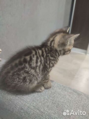 Бенгальская кошка