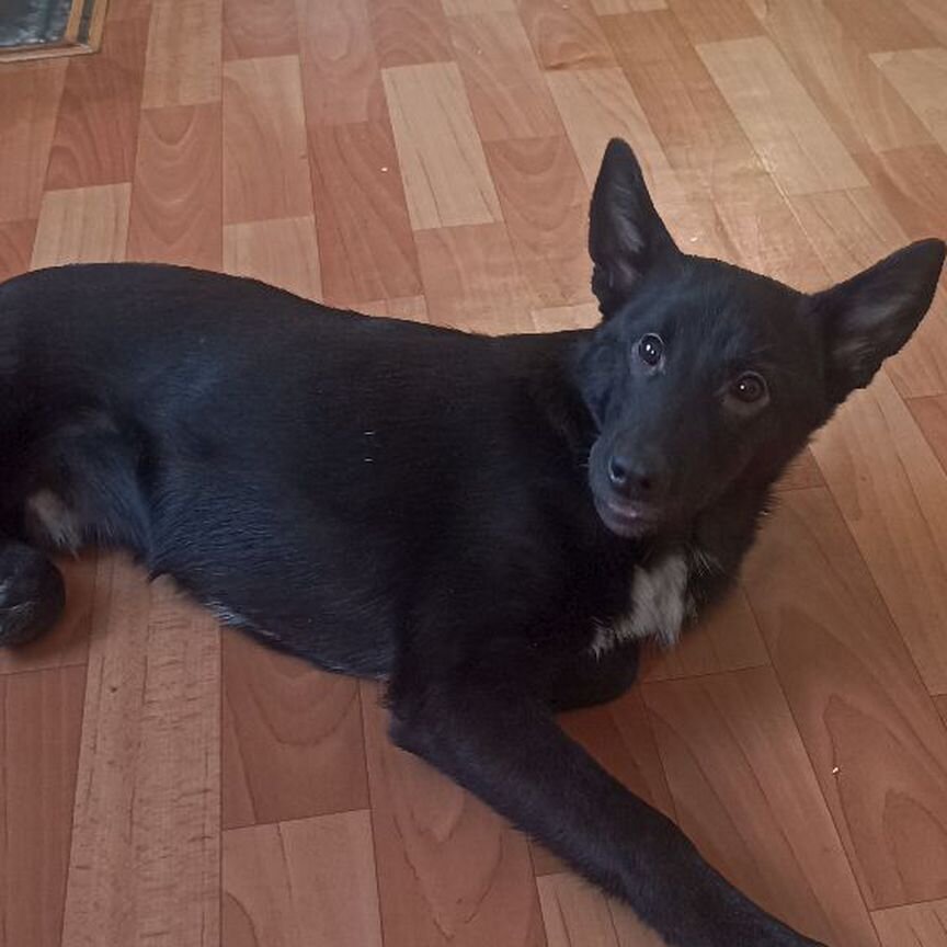 Щенок в добрые руки