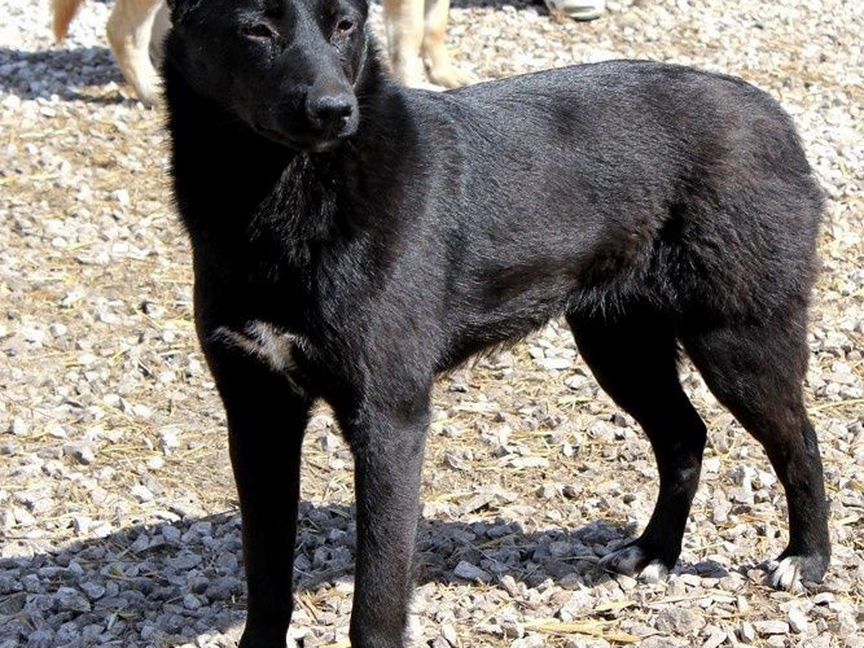 Агата ищет дом