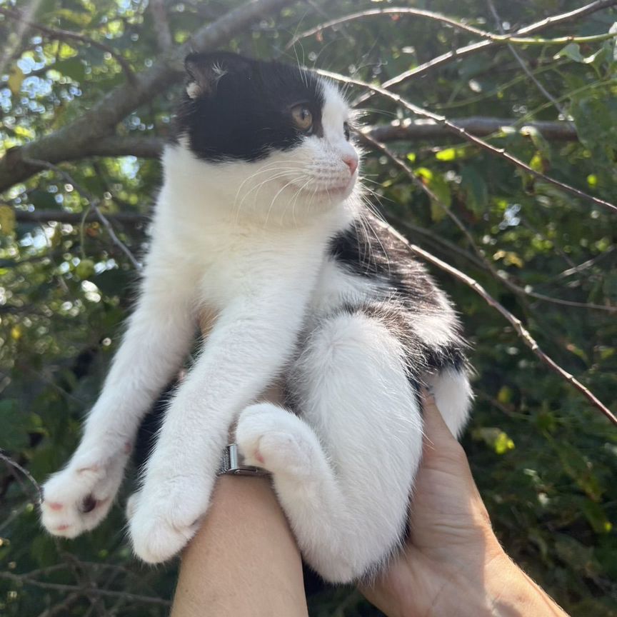 Котёнок в добрые руки