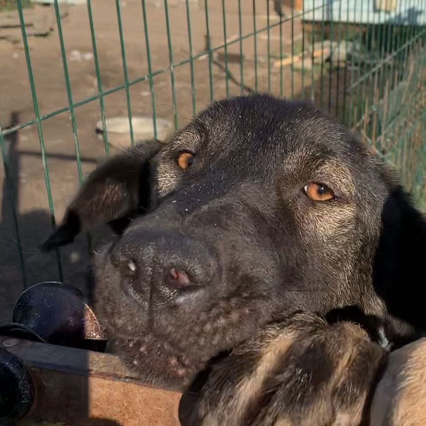 Собака в беде в добрые руки