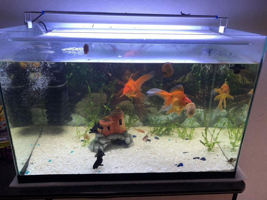 Аквариум с рыбками