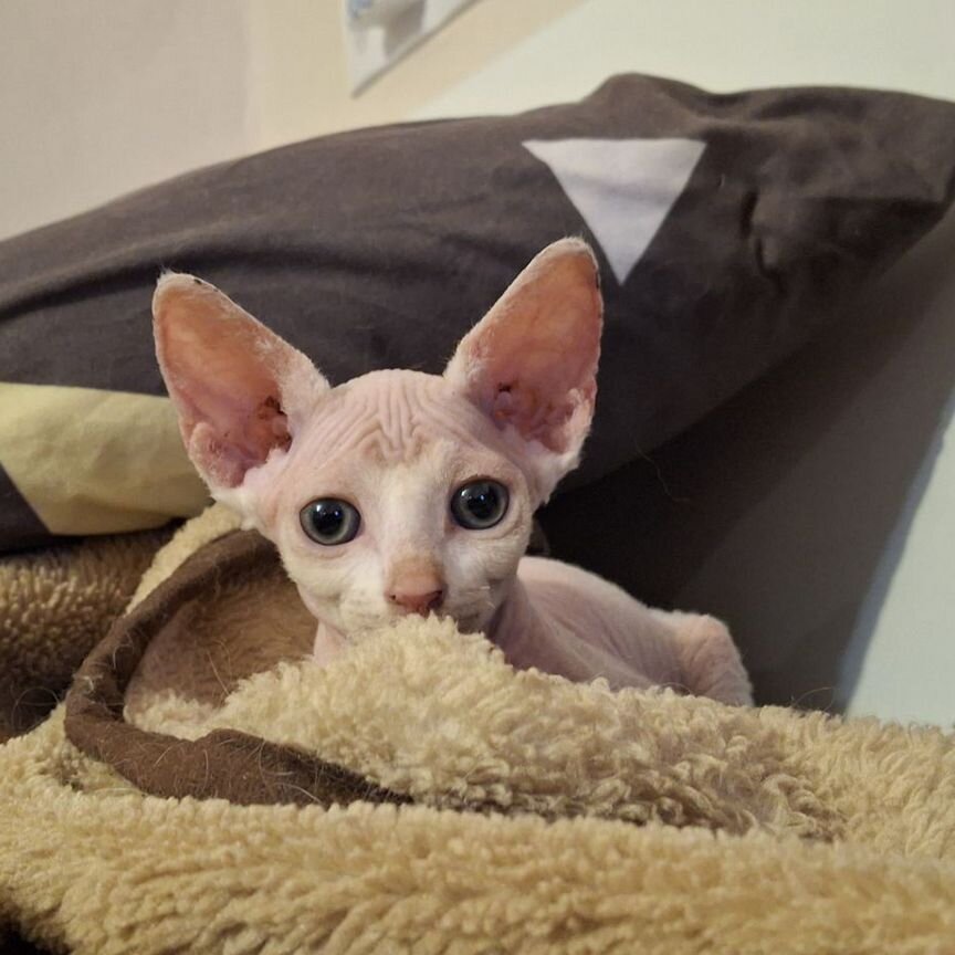 Сфинкс котенок