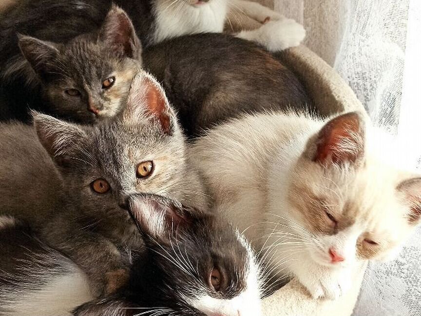 Кошки в добрые руки