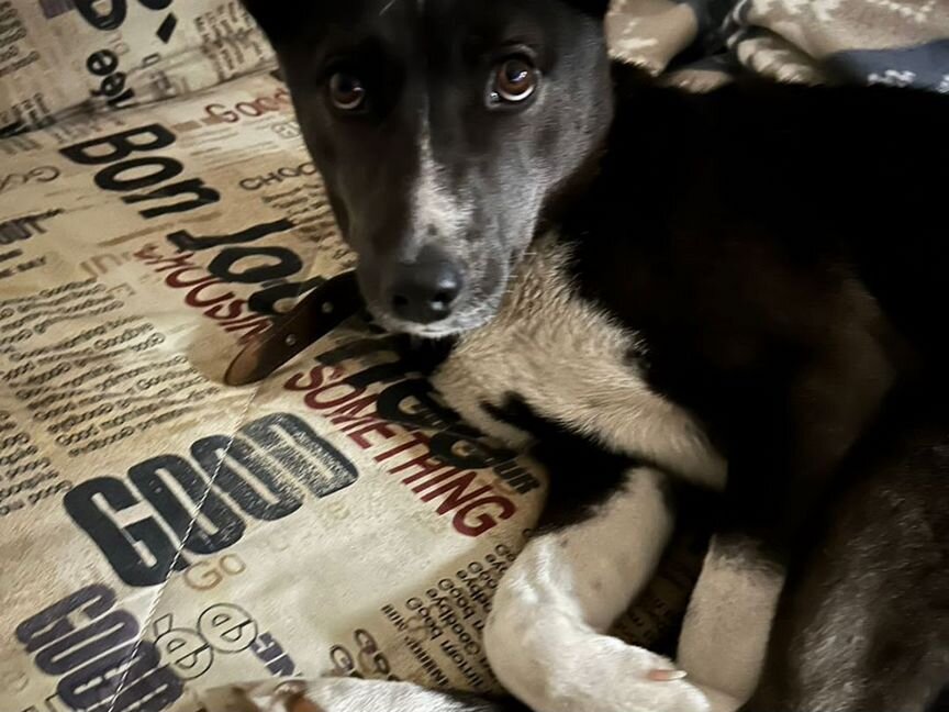 Собака Майя в ручки добрые