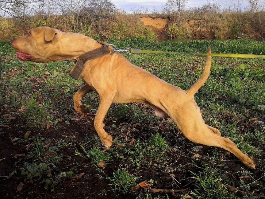 Щенки питбультерьера