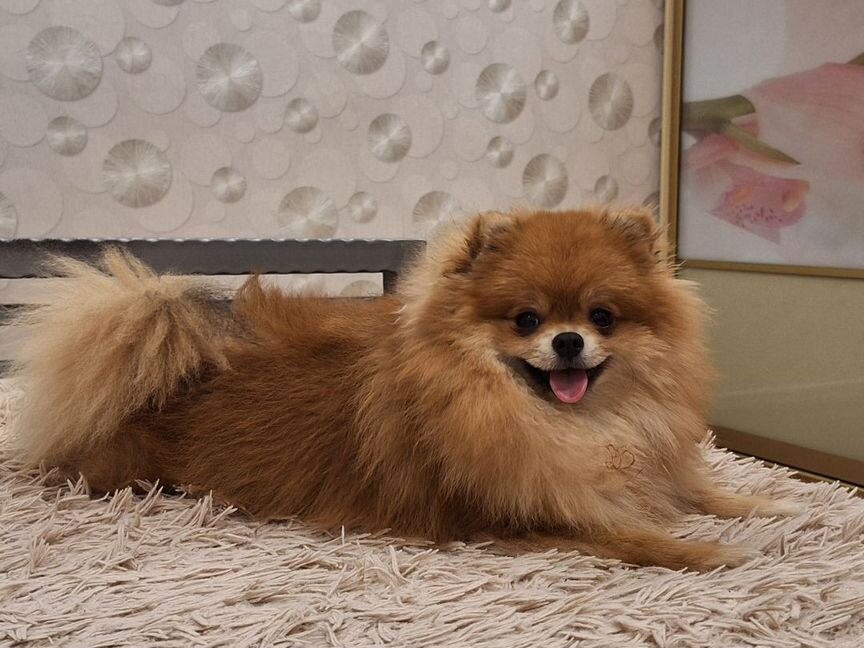 Померанский шпиц мини