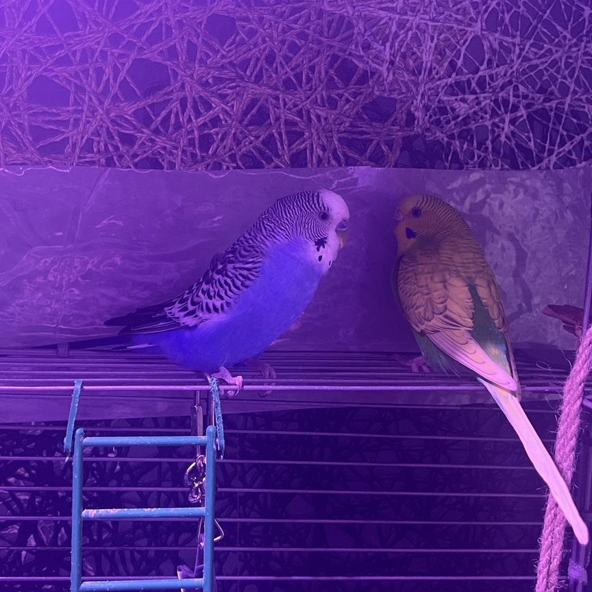 Волнистый попугай с клеткой