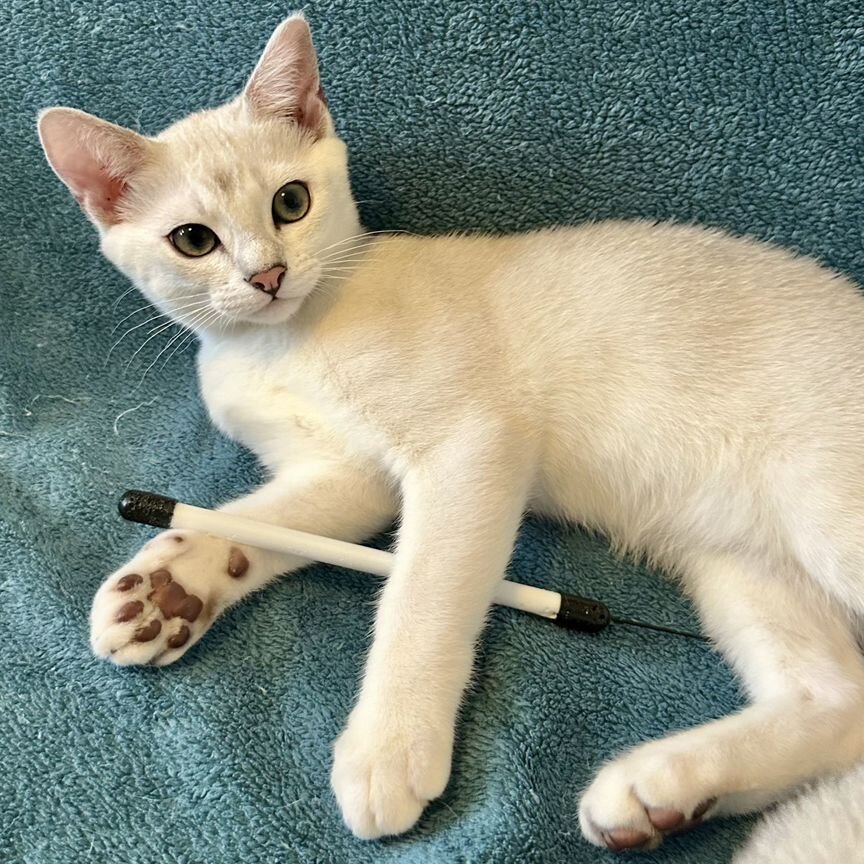 Бурмилла котёнок