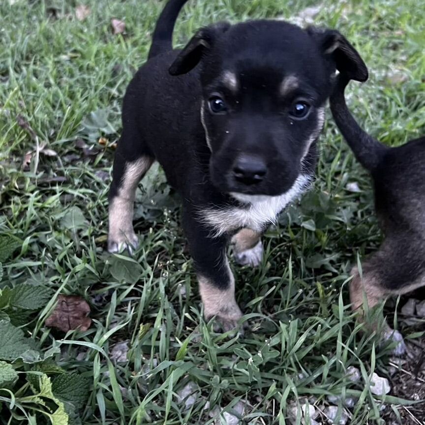 Щенята в хорошие руки