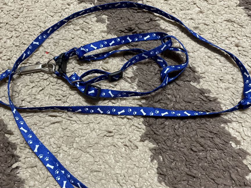 Шлейка для морских свинок