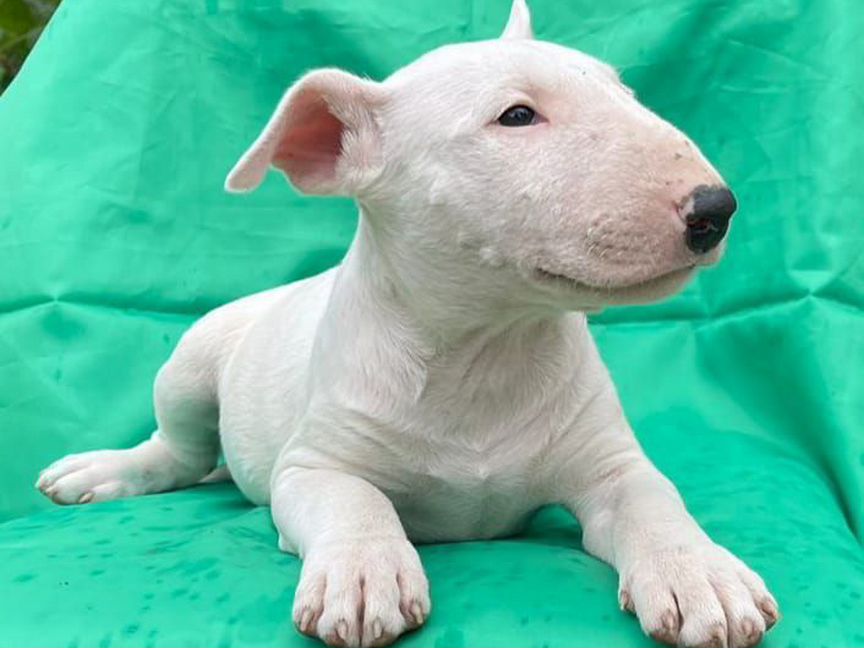 Стандартный бультерьер