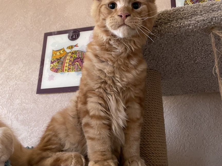 Котята мейн-кун