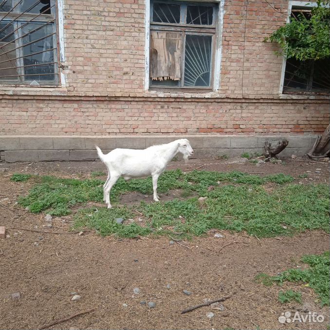 Две козы и козел