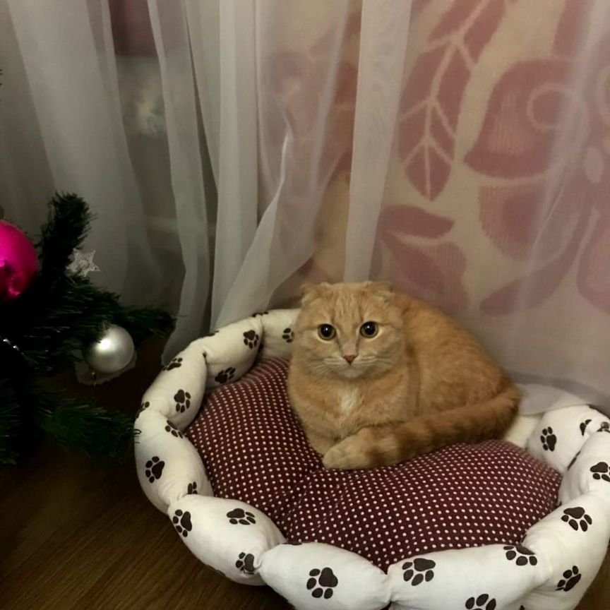Котик в добрые руки
