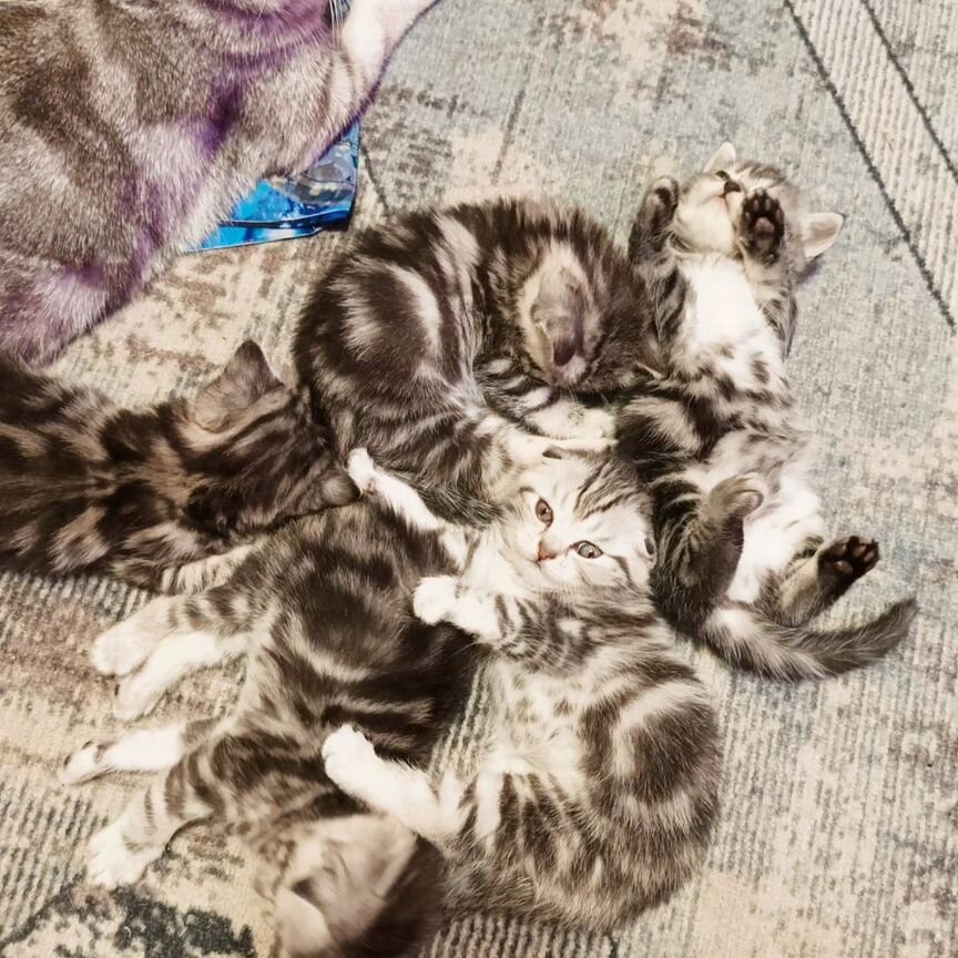 Шотландские котята