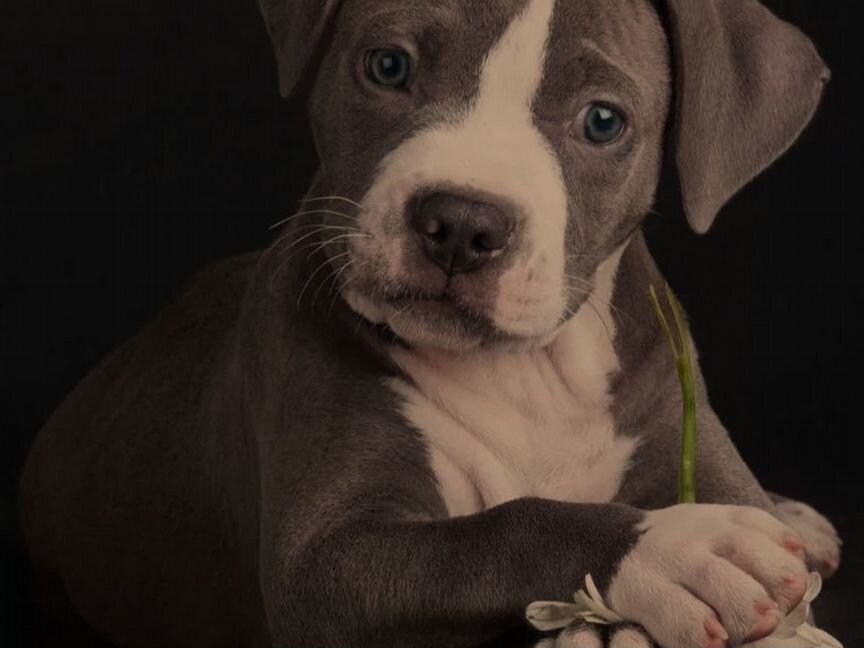 Приму щенка питбультерьер. Или символическую плату