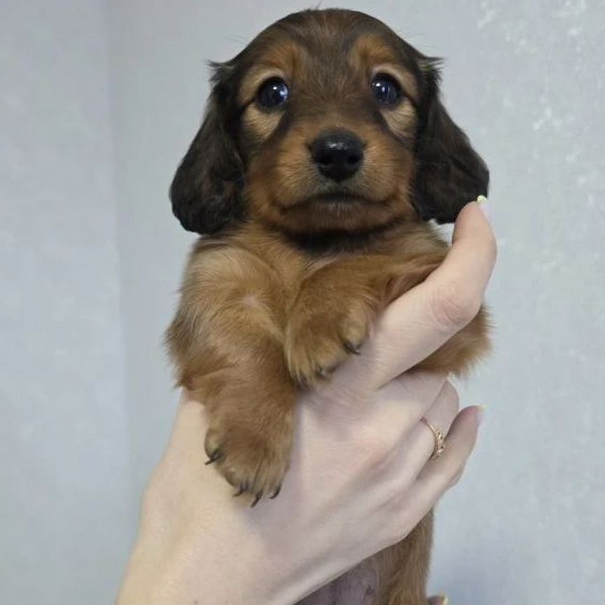 Карликовая такса, щенок