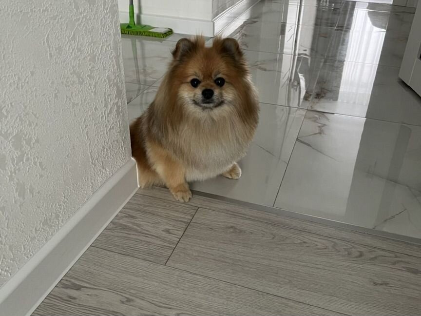 Померанский шпиц