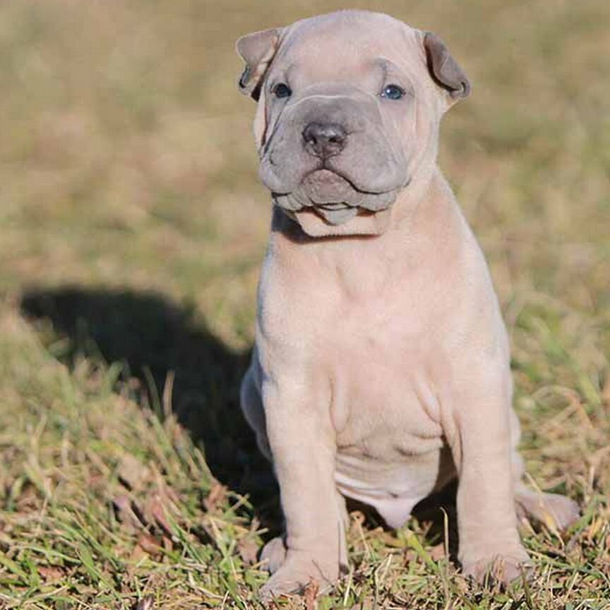 Шарпей, щенок