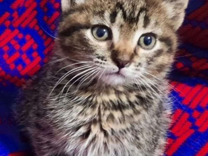 Котята