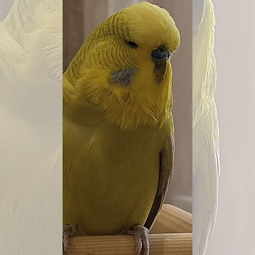 Выставочный Волнистый (Чех)попугай самец