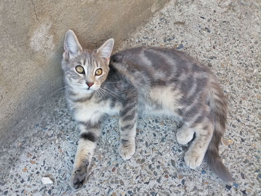 Отдам девочку кошечку в добрые руки