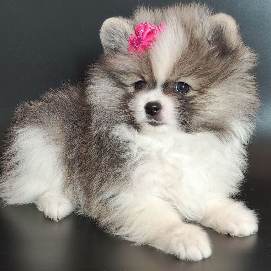 Померанский шпиц, щенок