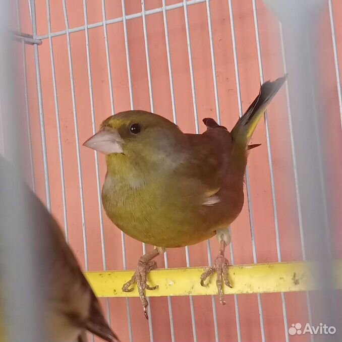 Канарейка канарейки Зеленушка