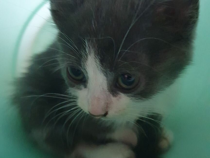 Котята в добрые руки. 2 мальчика, 1 кошечка