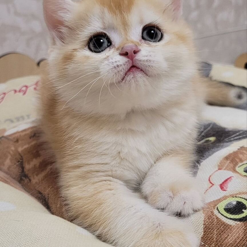 Шотландские котята