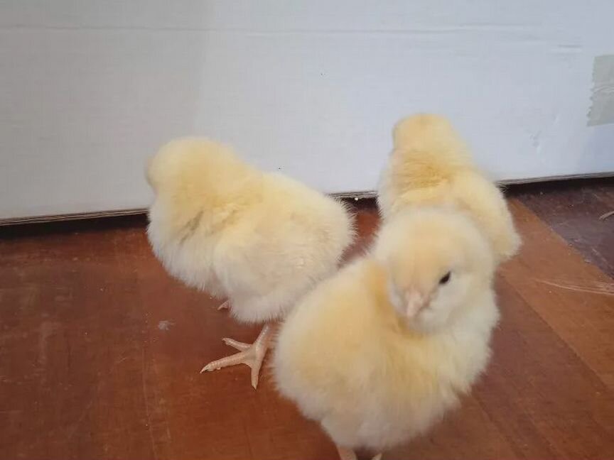 Суточные петушки Ломан браун