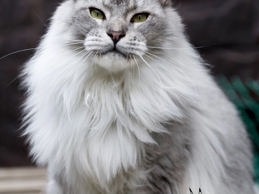 Мейн-кун кошка