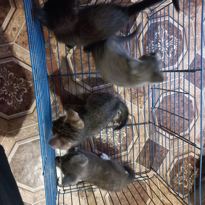 Котята 4 штуки в добрые руки(можно по одному)