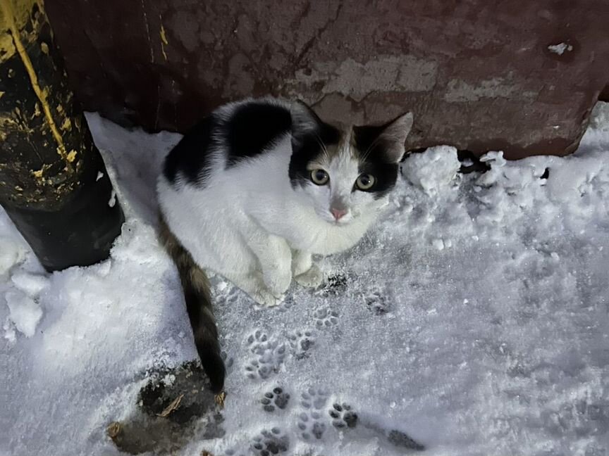 Отдам кошечку в добрые руки