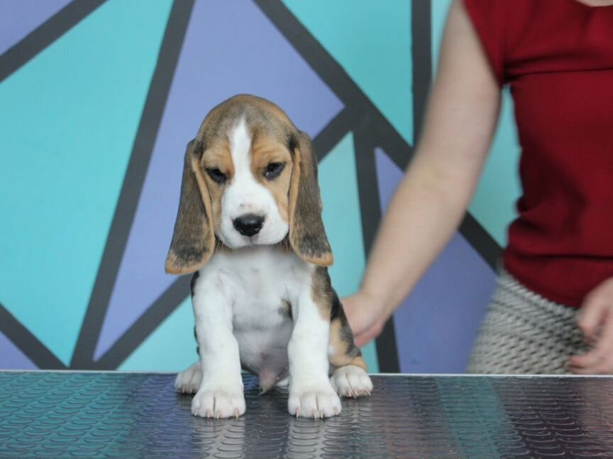 Щенки бигль