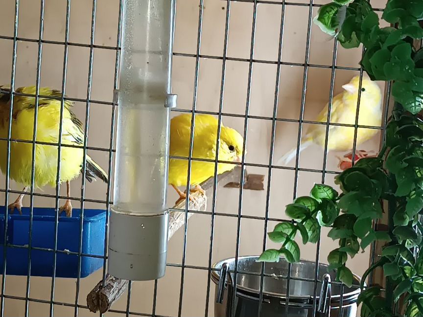 Кенара и канарейки