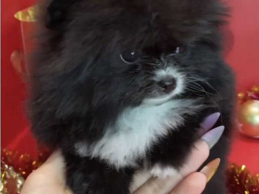 Карликовый немецкий шпиц(померанец)