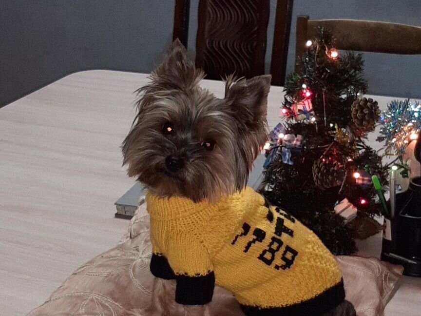 Одежда для собак