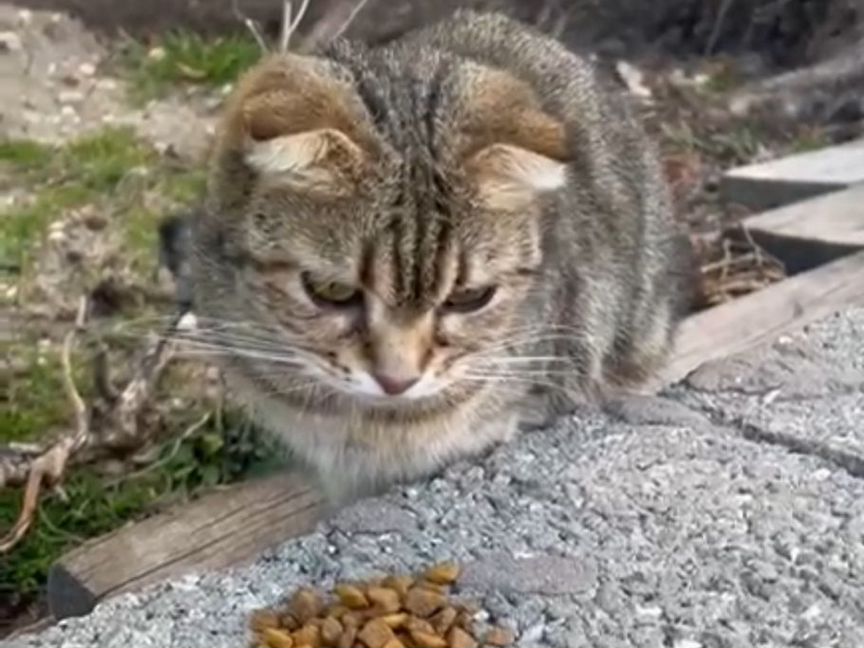 Вислоухая мраморная кошка