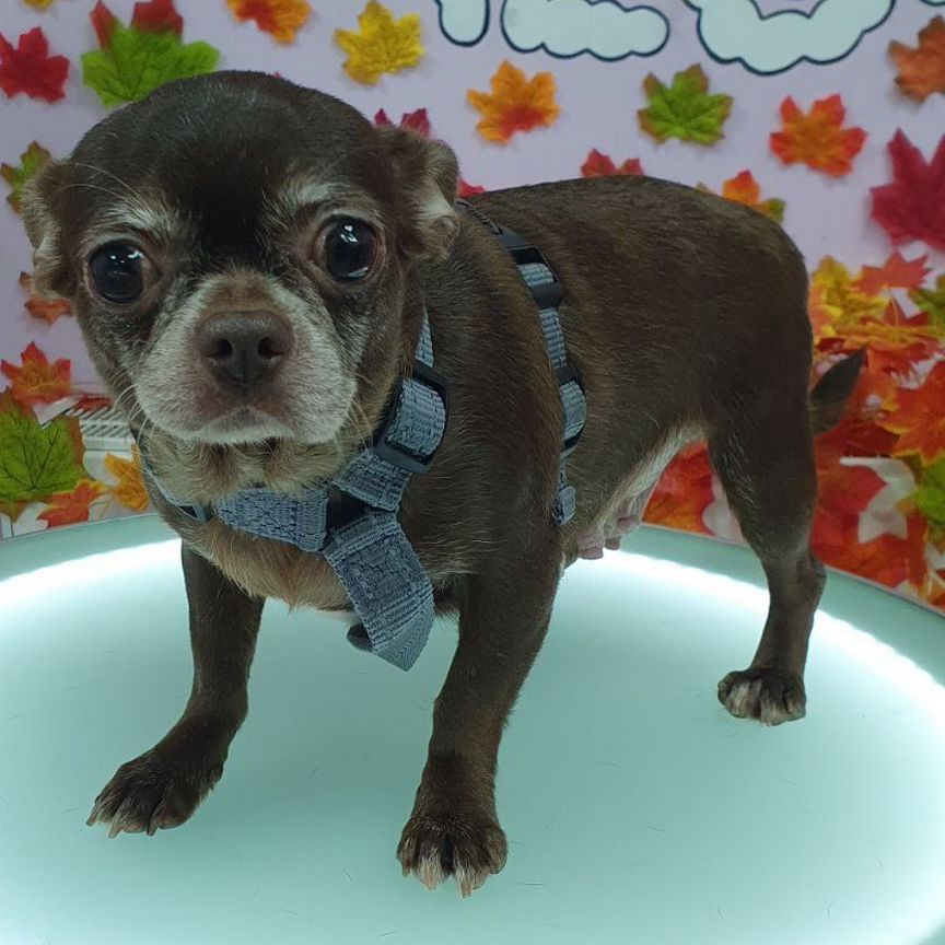 Чихуахуа, взрослая собака