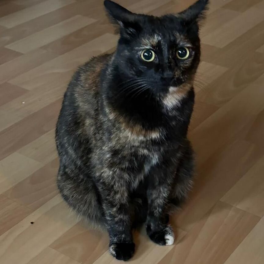 Взрослый кот в добрые руки