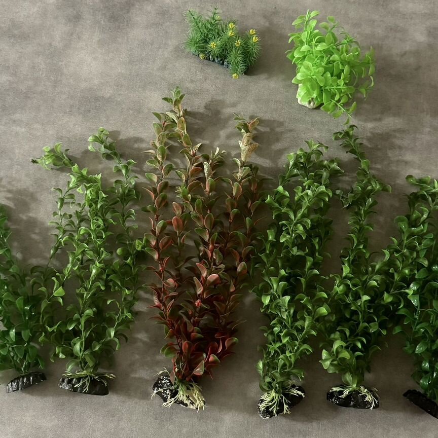 Растение в аквариум