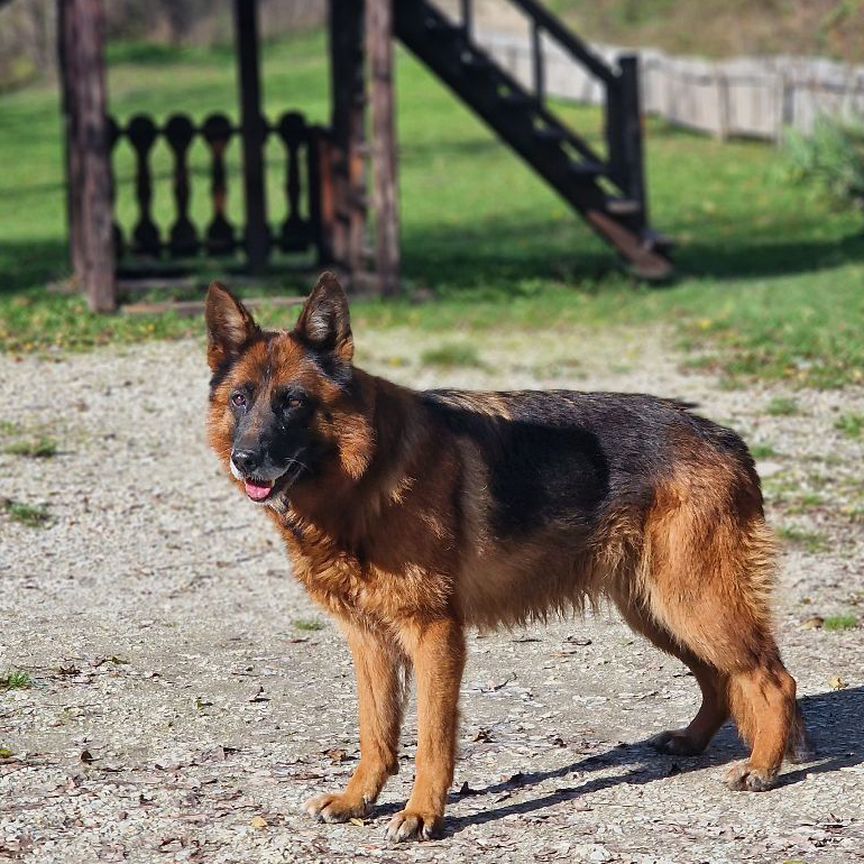 Немецкая овчарка, взрослая собака